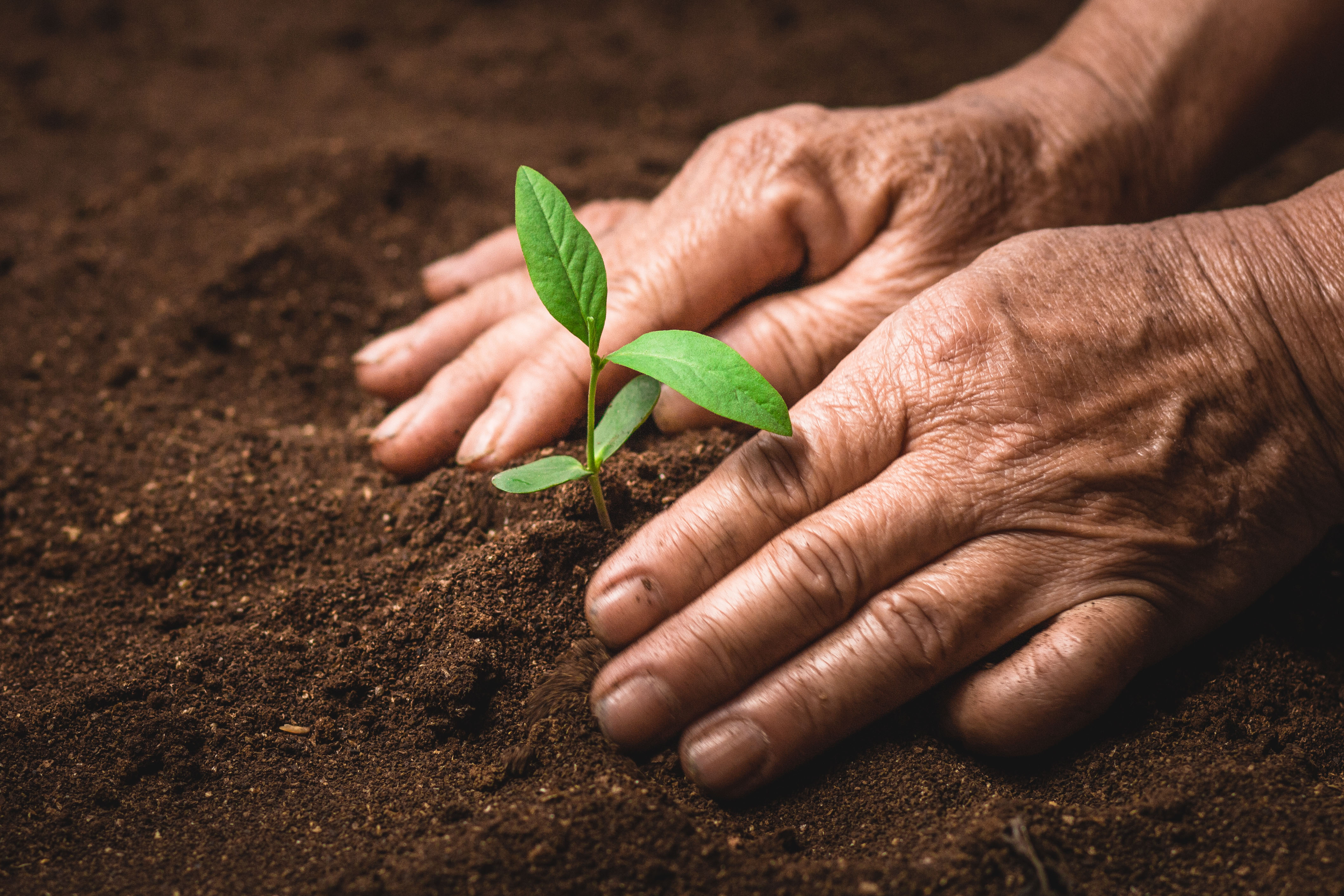 WildOnes Smoky Mountains Chapter Third Annual Plant Swap - Hometown Sevier